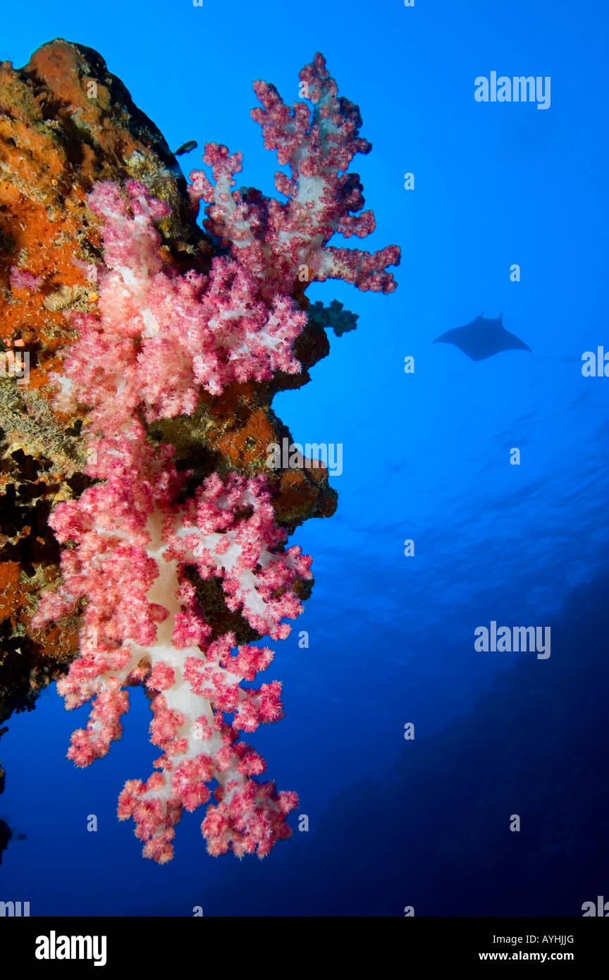 Soft coral Dendronephthya sp with manta ray in the background Manta ...