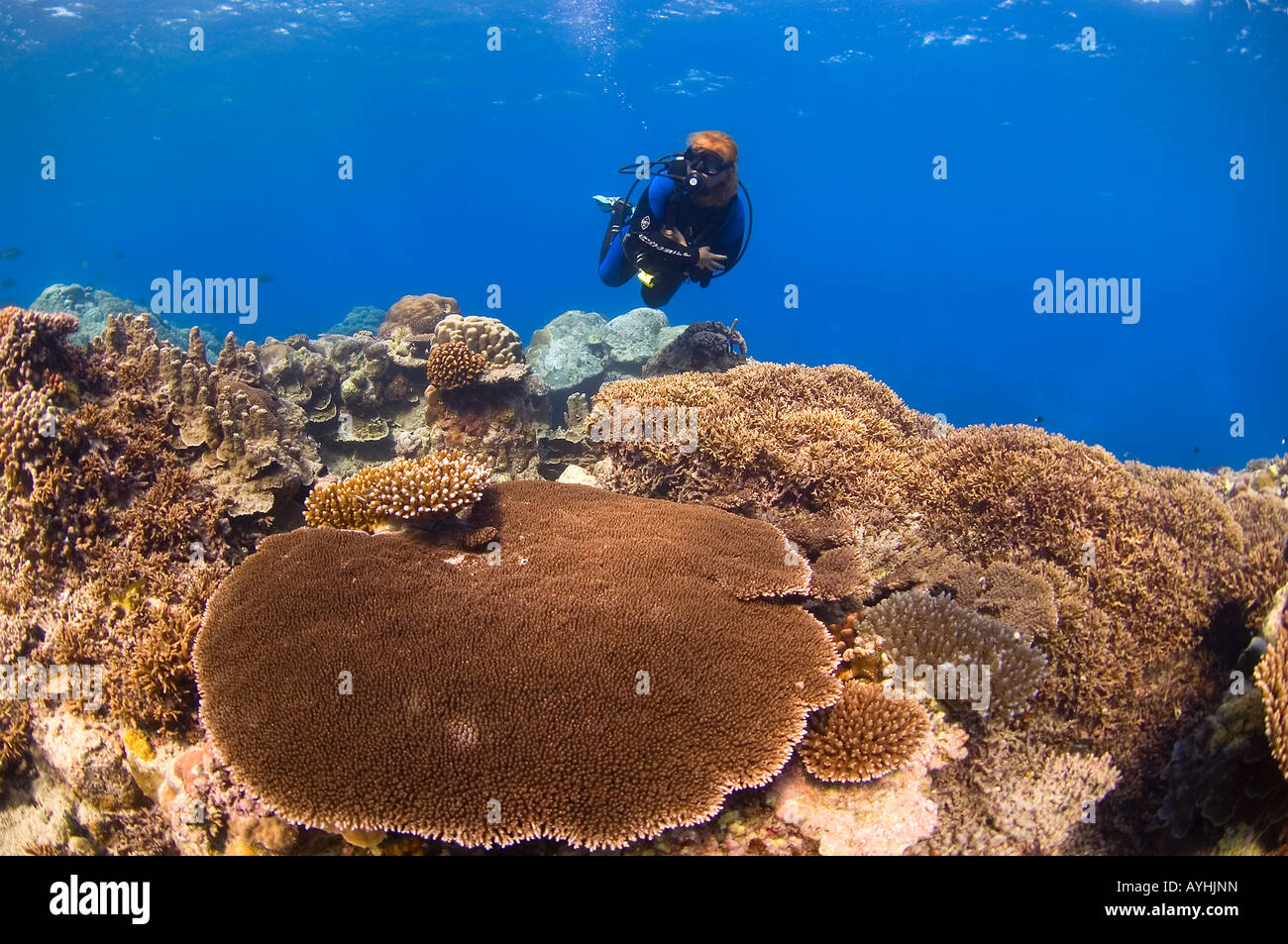 A diver explores shallow hard corals Acropora sp and Porites sp Yap ...