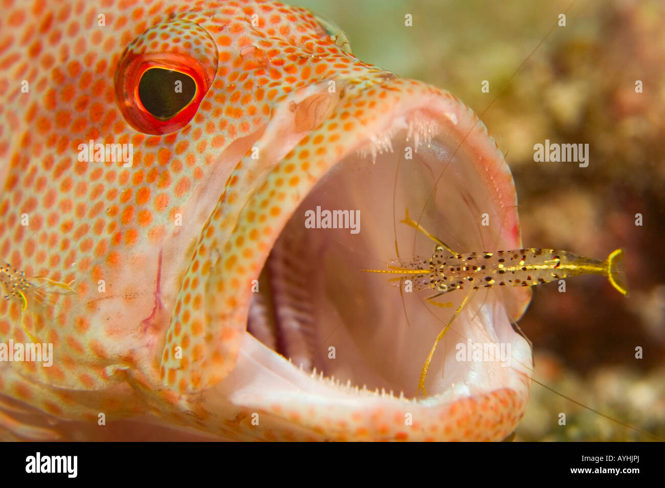 Cephalopholis sonnerati hi-res stock photography and images - Alamy