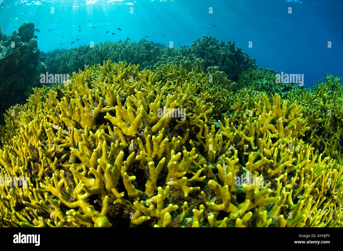 A variety of hard corals on shallow reef Porites sp Acropora sp Yap ...