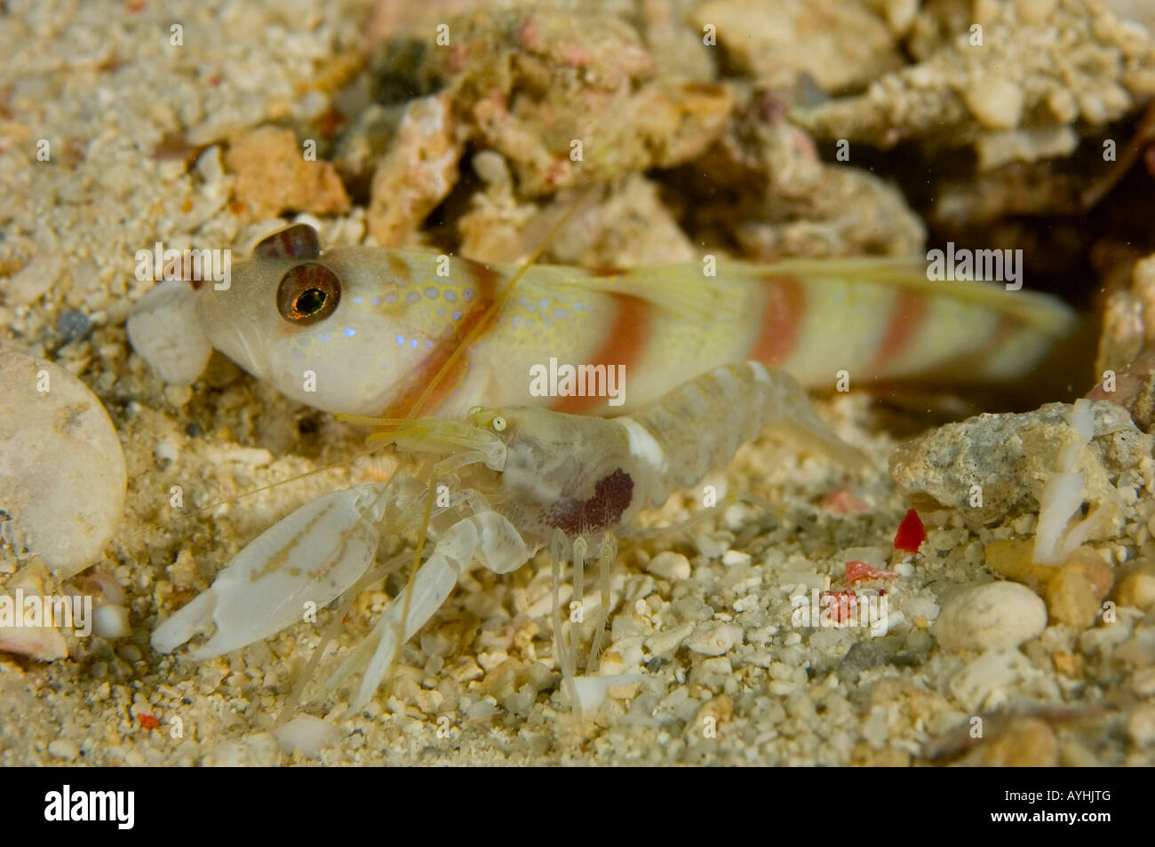 Snrimp hi-res stock photography and images - Alamy