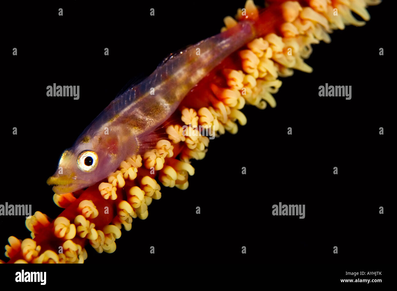 Wire Coral Goby Bryaninops yongei on Wire Coral Cirripathes anguina Yap ...