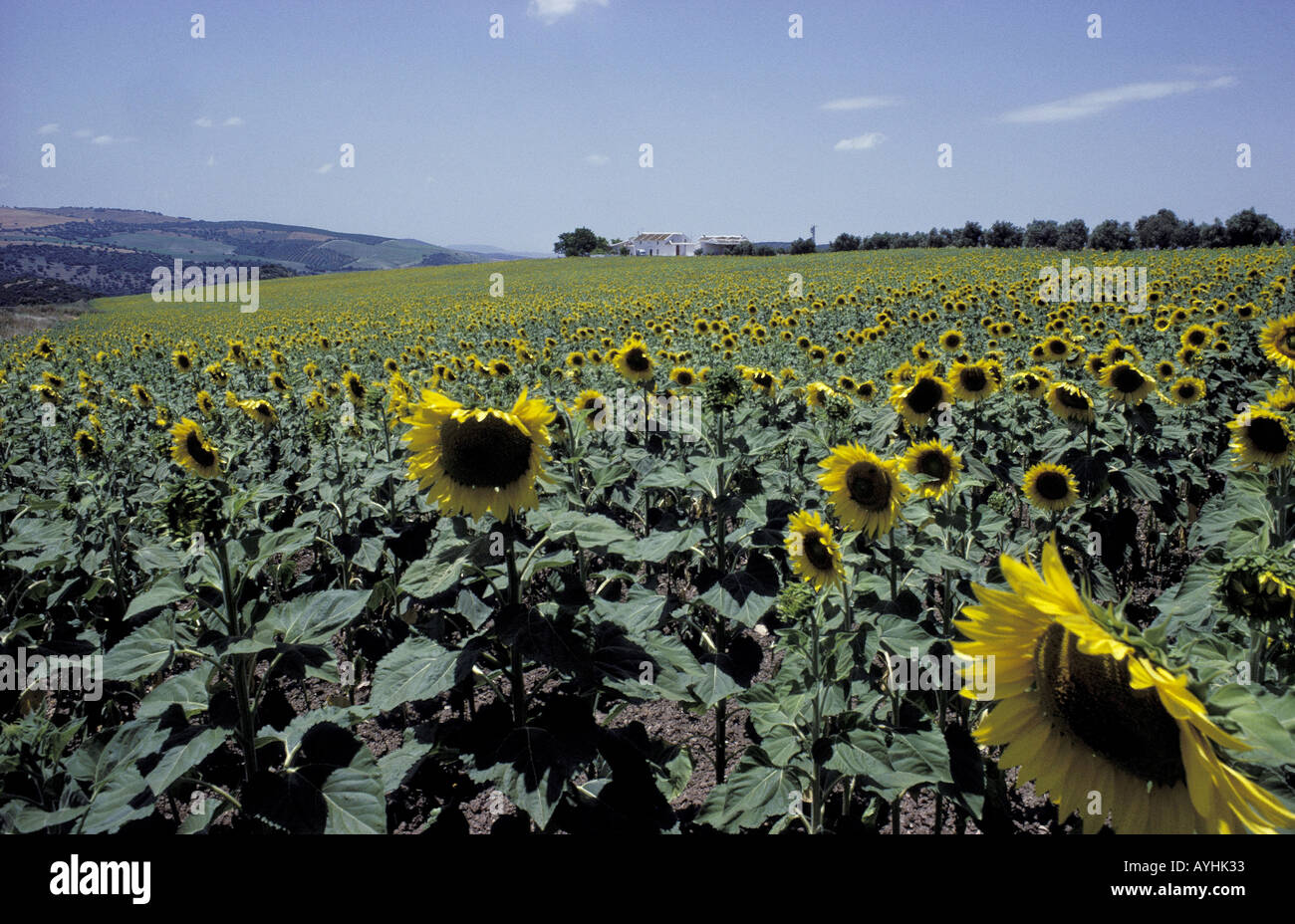 Blumenfelder blumen hi-res stock photography and images - Alamy