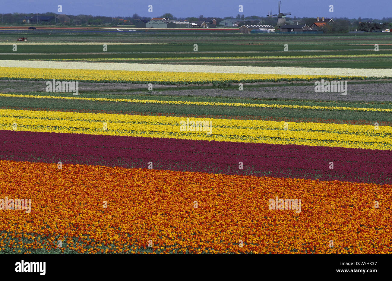 Tulpe landschaft hi-res stock photography and images - Alamy