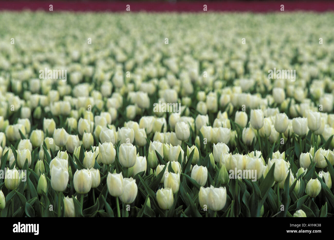 Blumenfelder blumen hi-res stock photography and images - Alamy