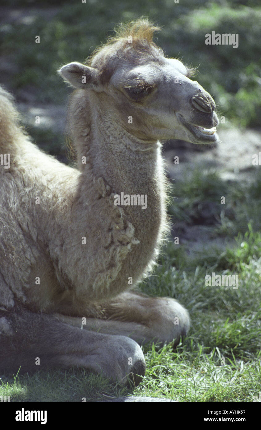 Kopf kamel hi-res stock photography and images - Alamy