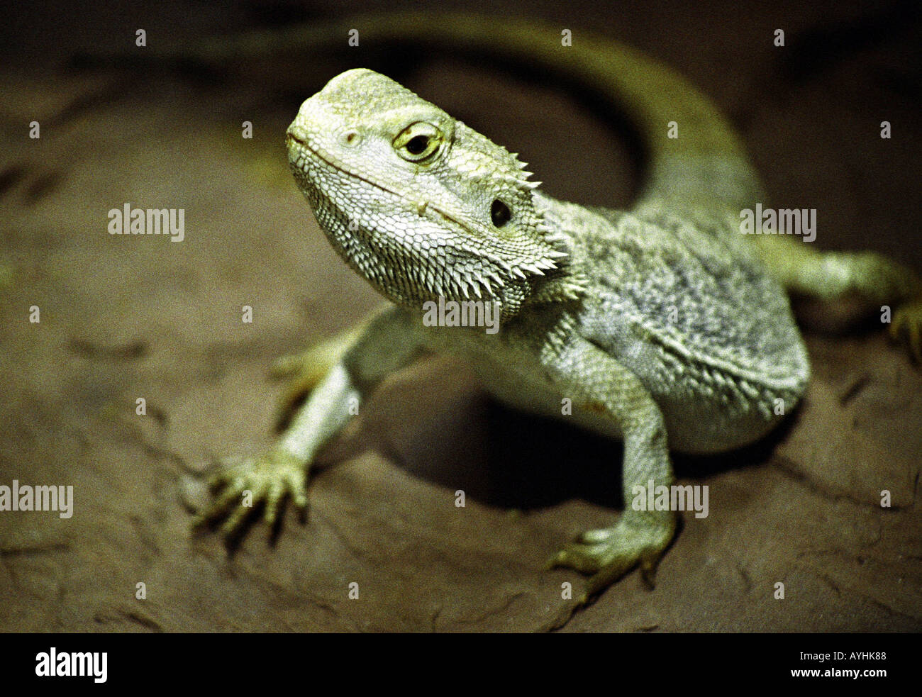 Stein reptilien hi-res stock photography and images - Alamy