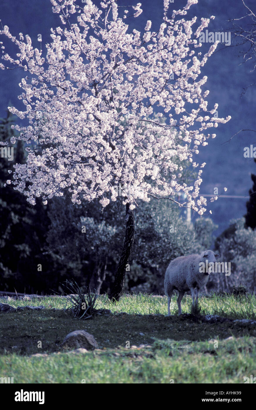 Mandelbaume hi-res stock photography and images - Alamy