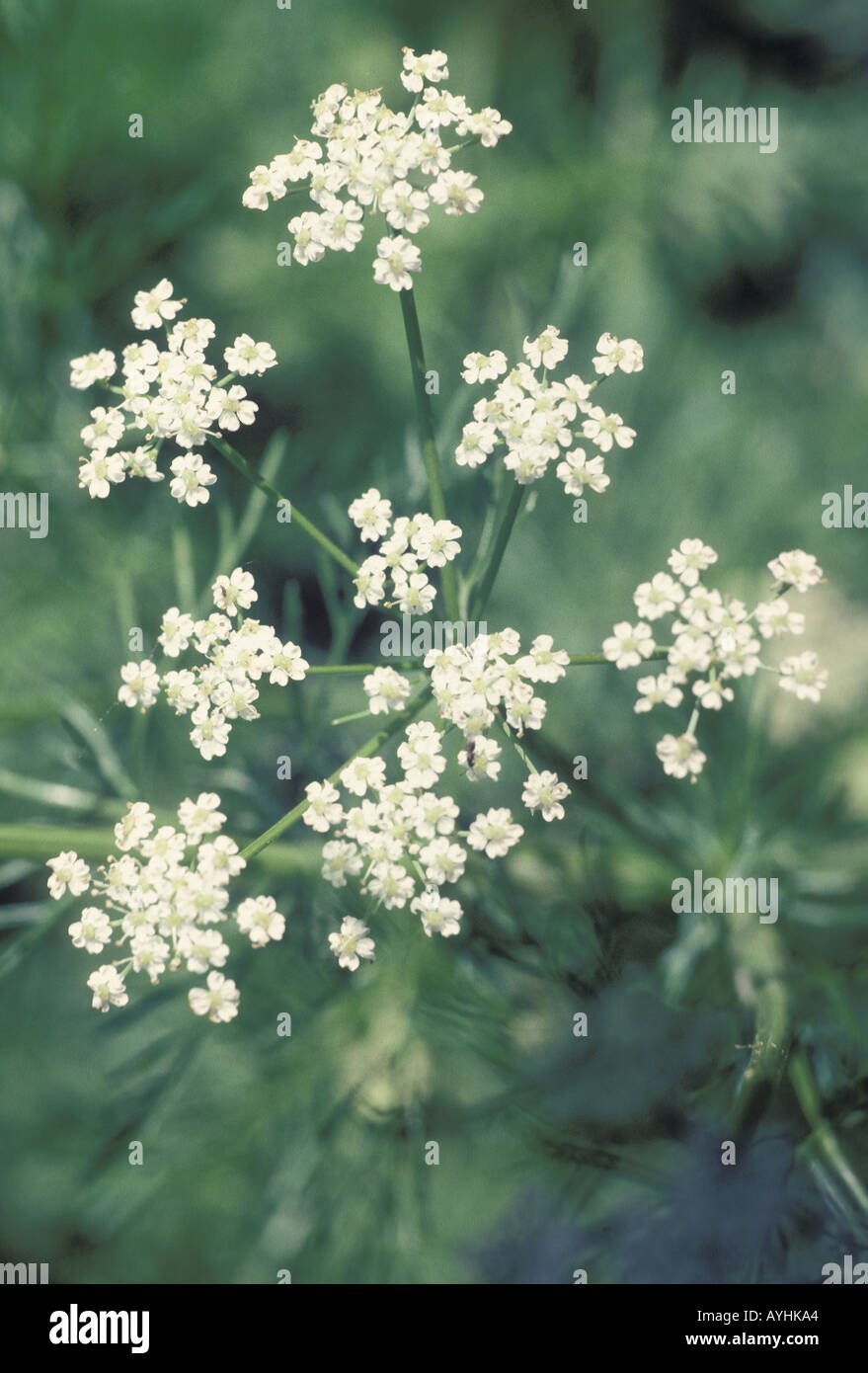 Kuemmel hi-res stock photography and images - Alamy