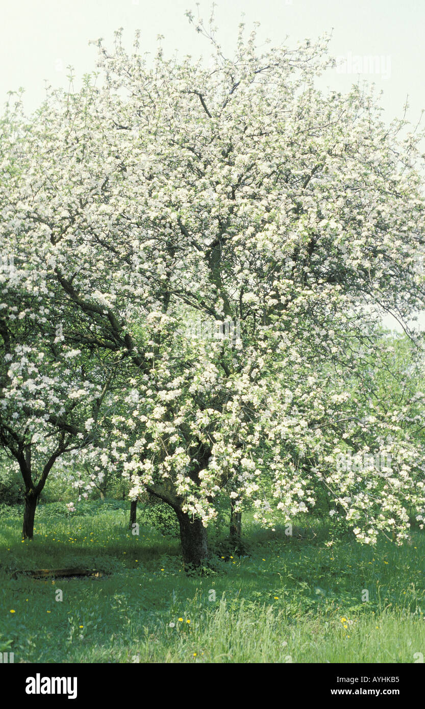 Bluehender apfelbaum hi-res stock photography and images - Alamy