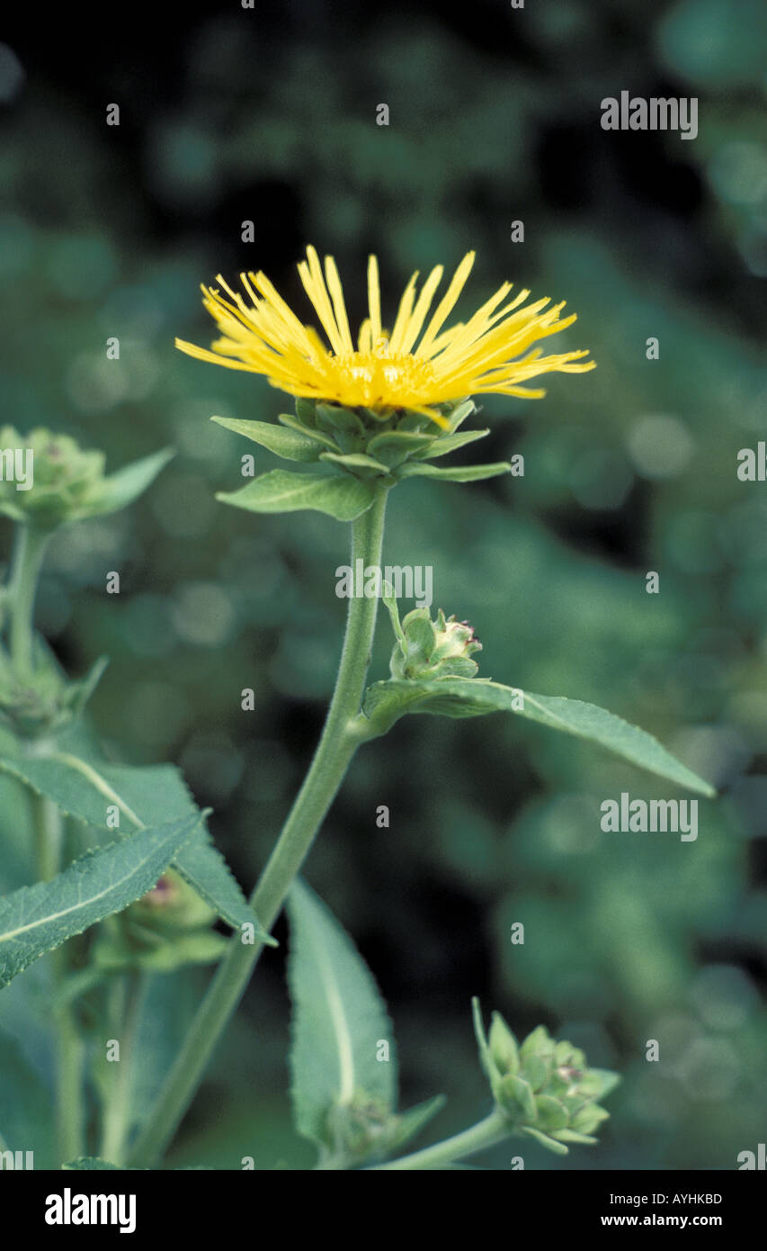 Bluetenstengel High Resolution Stock Photography and Images - Alamy
