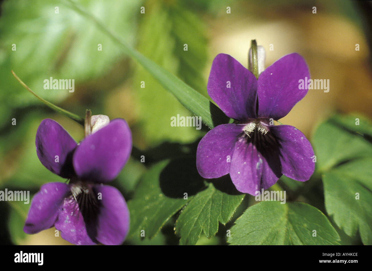 Veilchen violett hi-res stock photography and images - Alamy