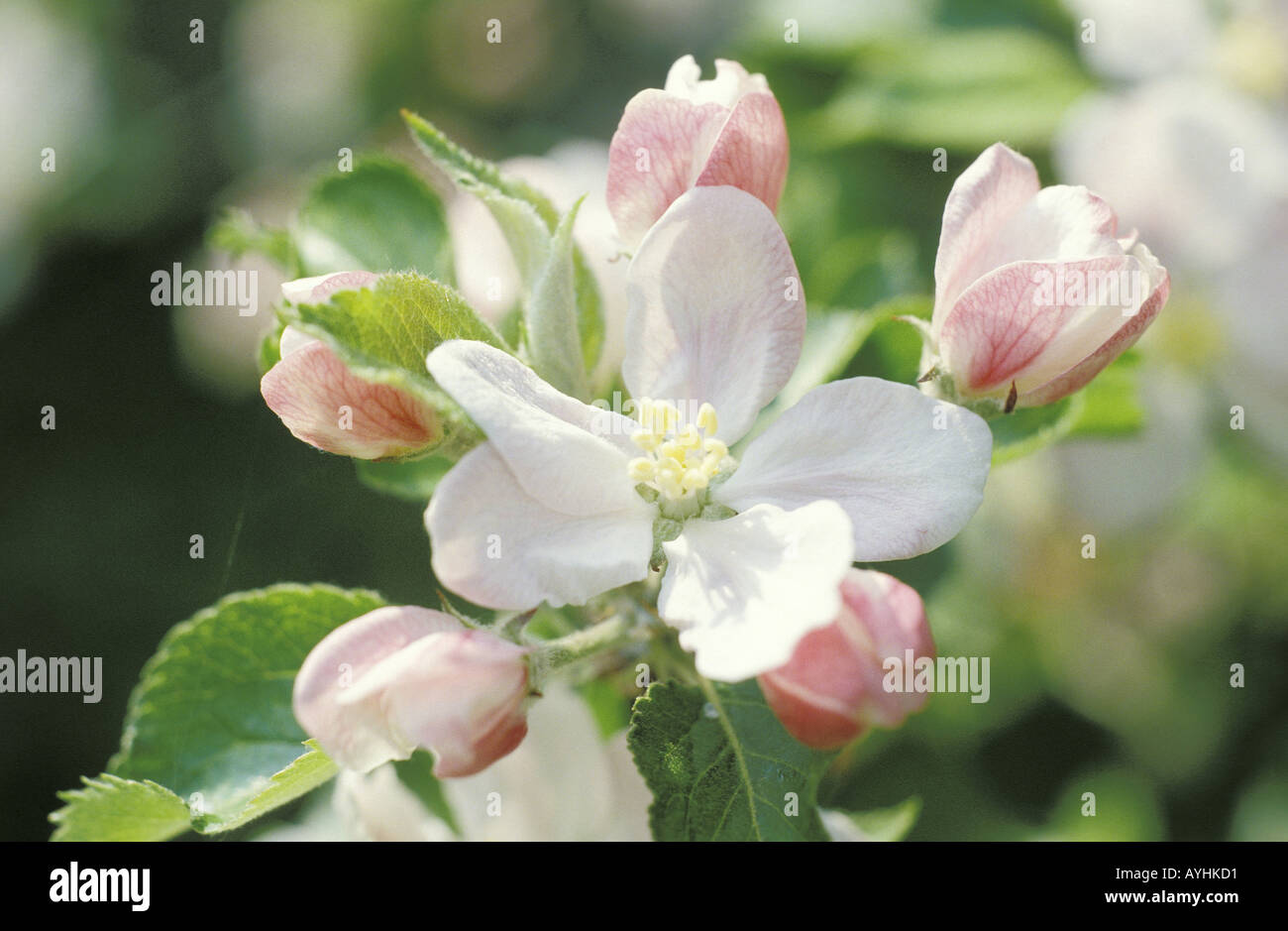 Apfelbaum knospen hi-res stock photography and images - Alamy