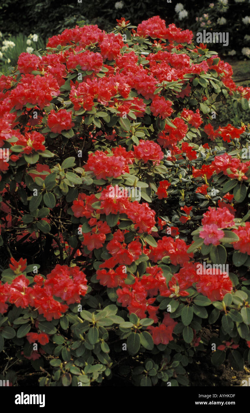 Roter rhododendron hi-res stock photography and images - Alamy