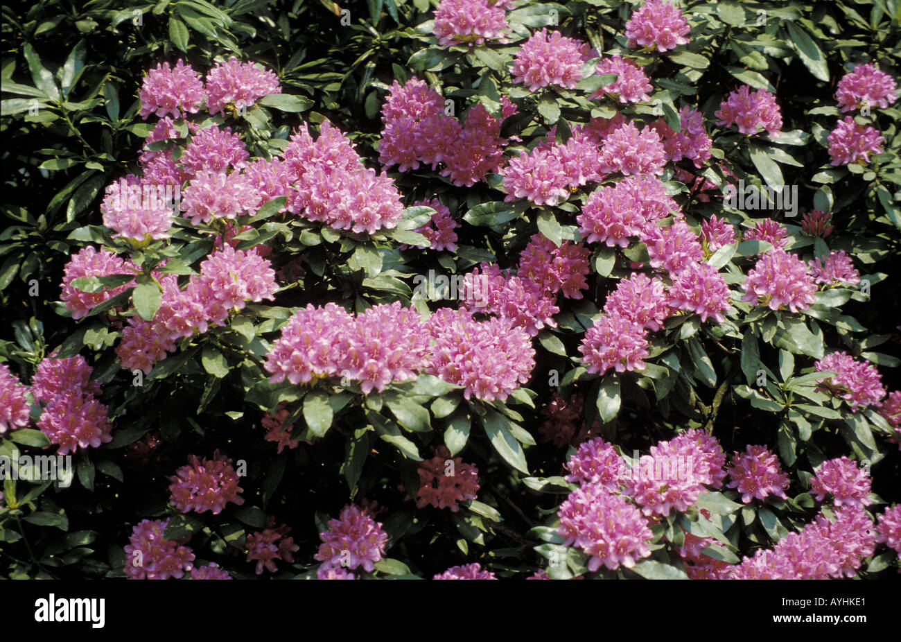 Rhododendronbaum hi-res stock photography and images - Alamy