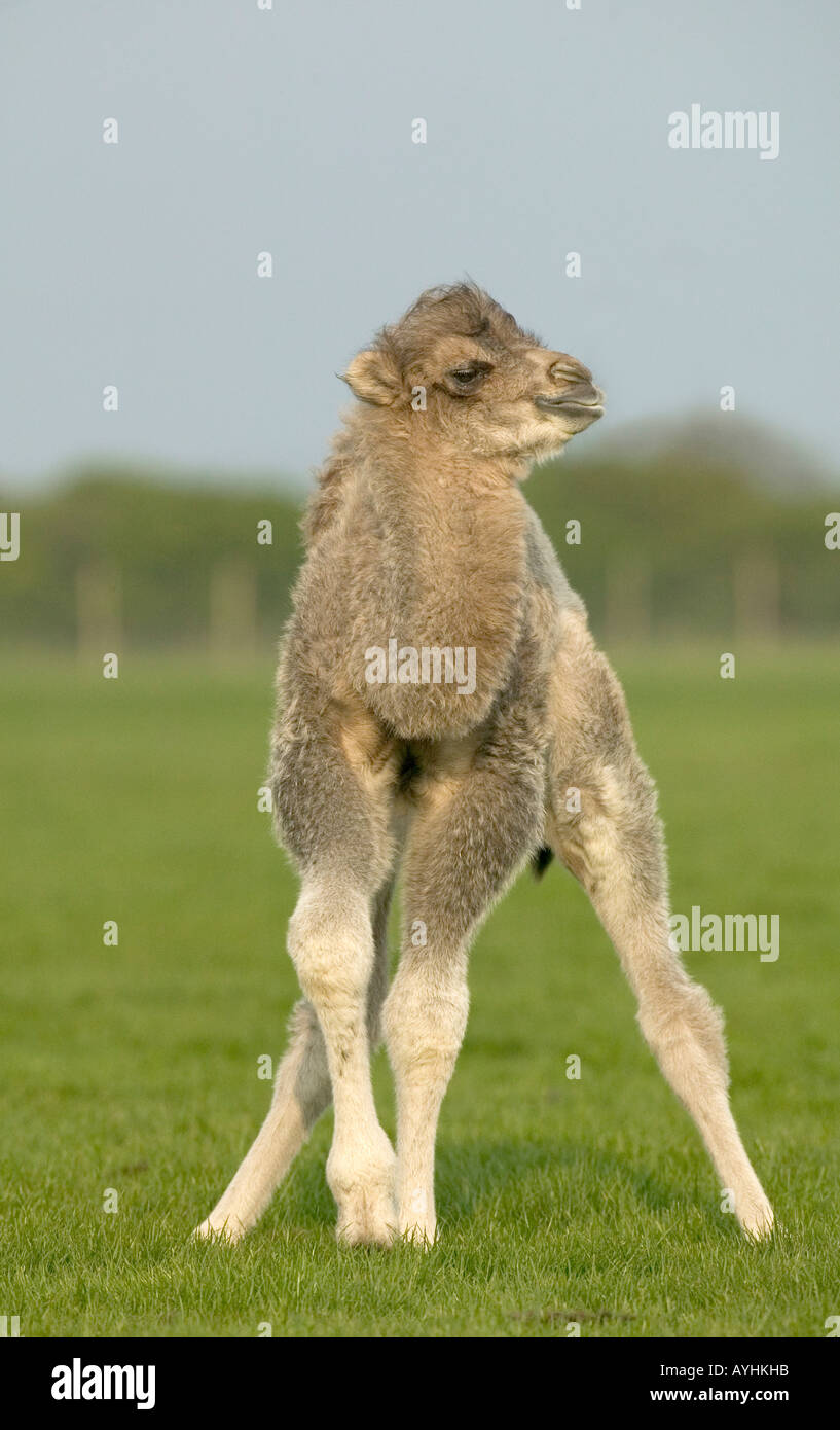 Camelus bactrianus female hi-res stock photography and images - Alamy