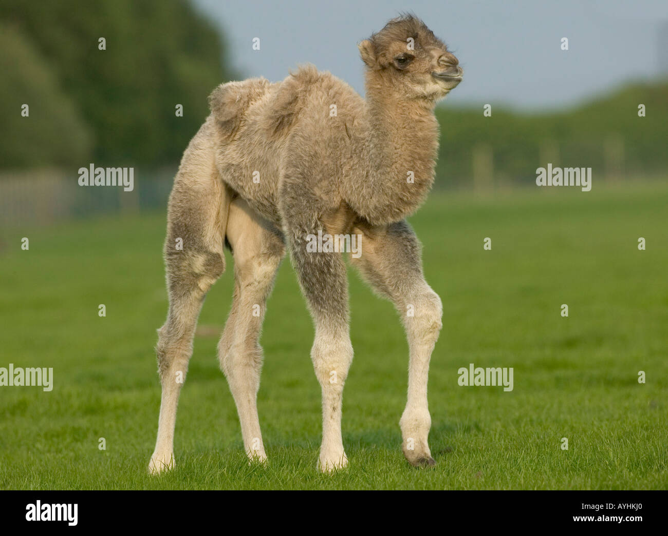 Camel Camelus bactrianus Stock Photo - Alamy
