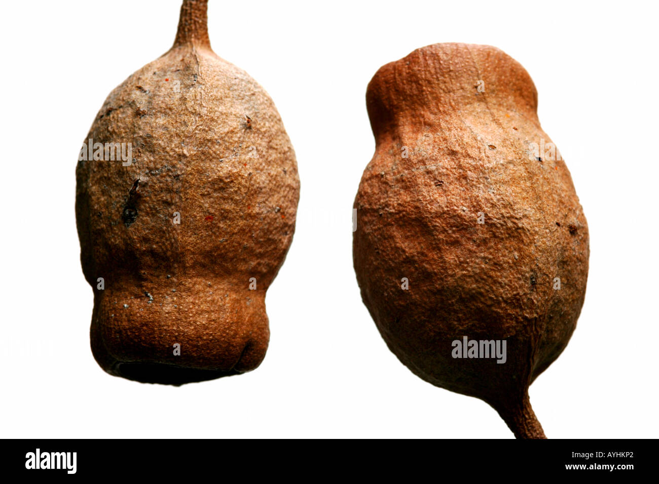 Australian native nuts Cut Out Stock Images & Pictures - Alamy