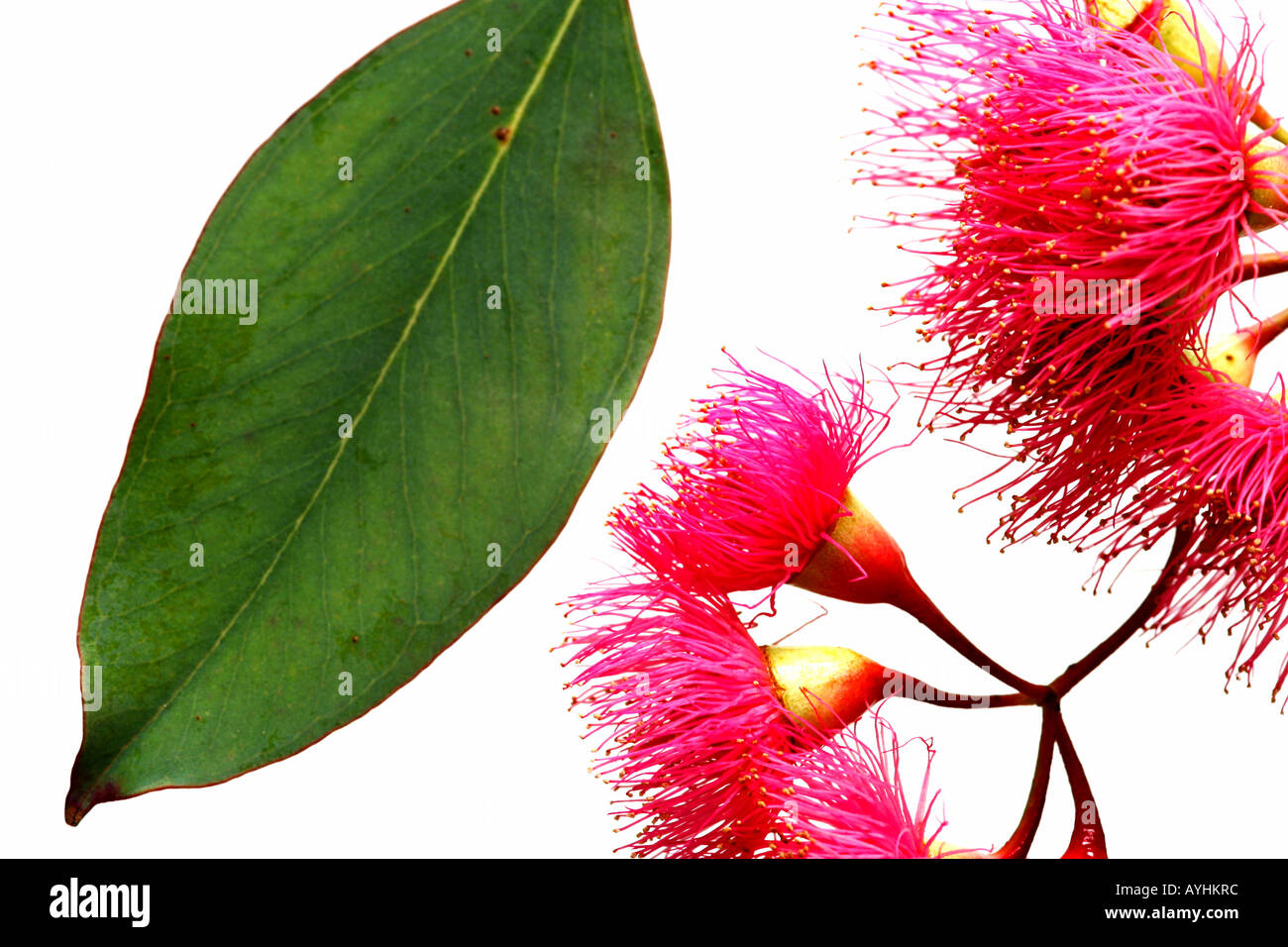 Australian Flora & Fauna Stock Photo - Alamy