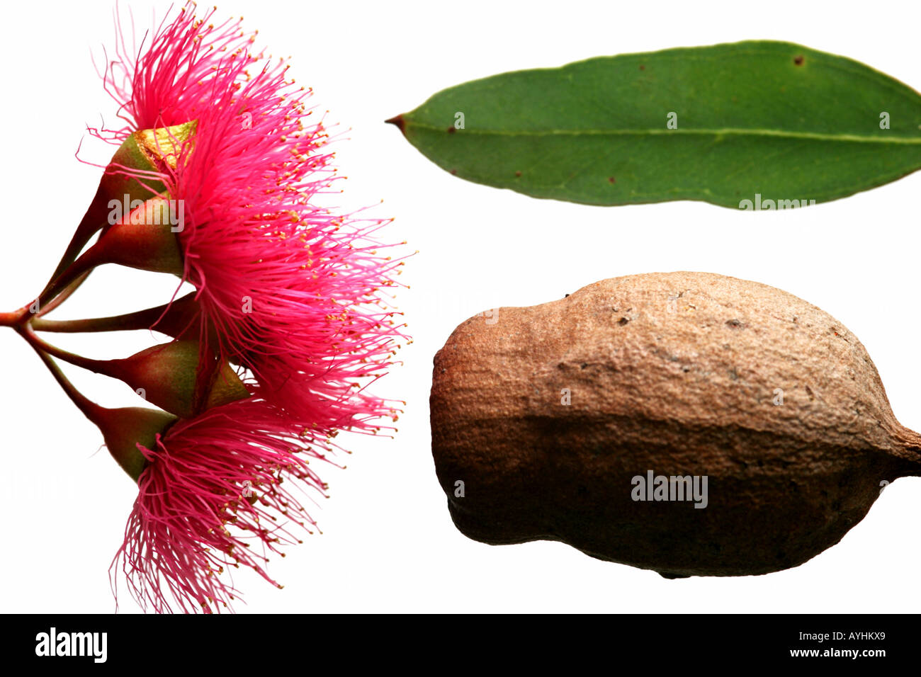 Australian Flora & Fauna Stock Photo - Alamy