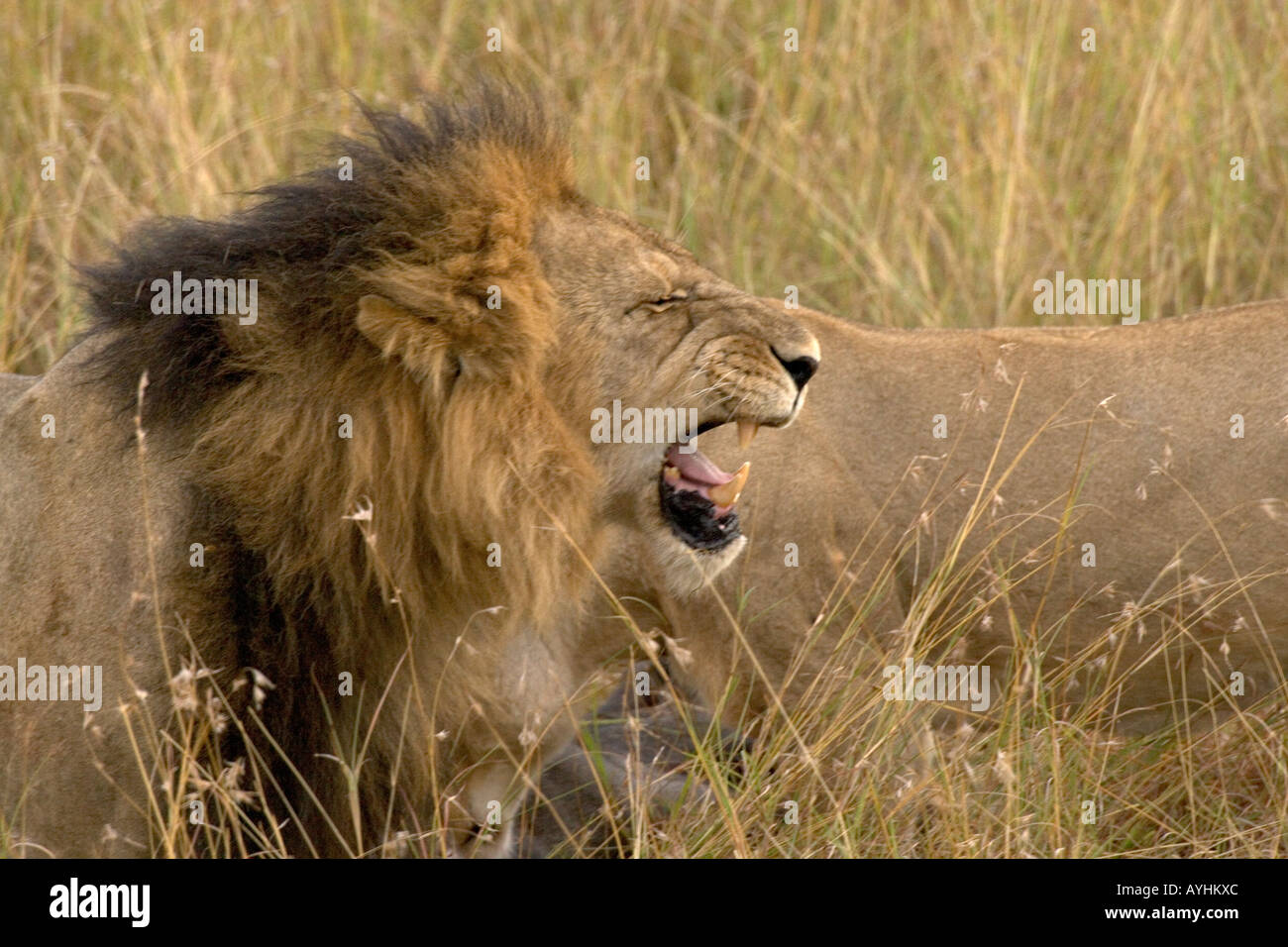 Africa, African, Kenya, Kenyan, Masai, Mara, lion Stock Photo - Alamy