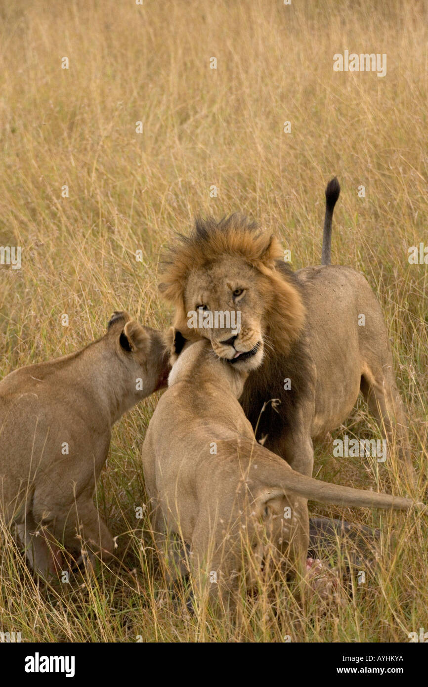 Africa, African, Kenya, Kenyan, Masai, Mara, Lionesses, Lioness, lion ...