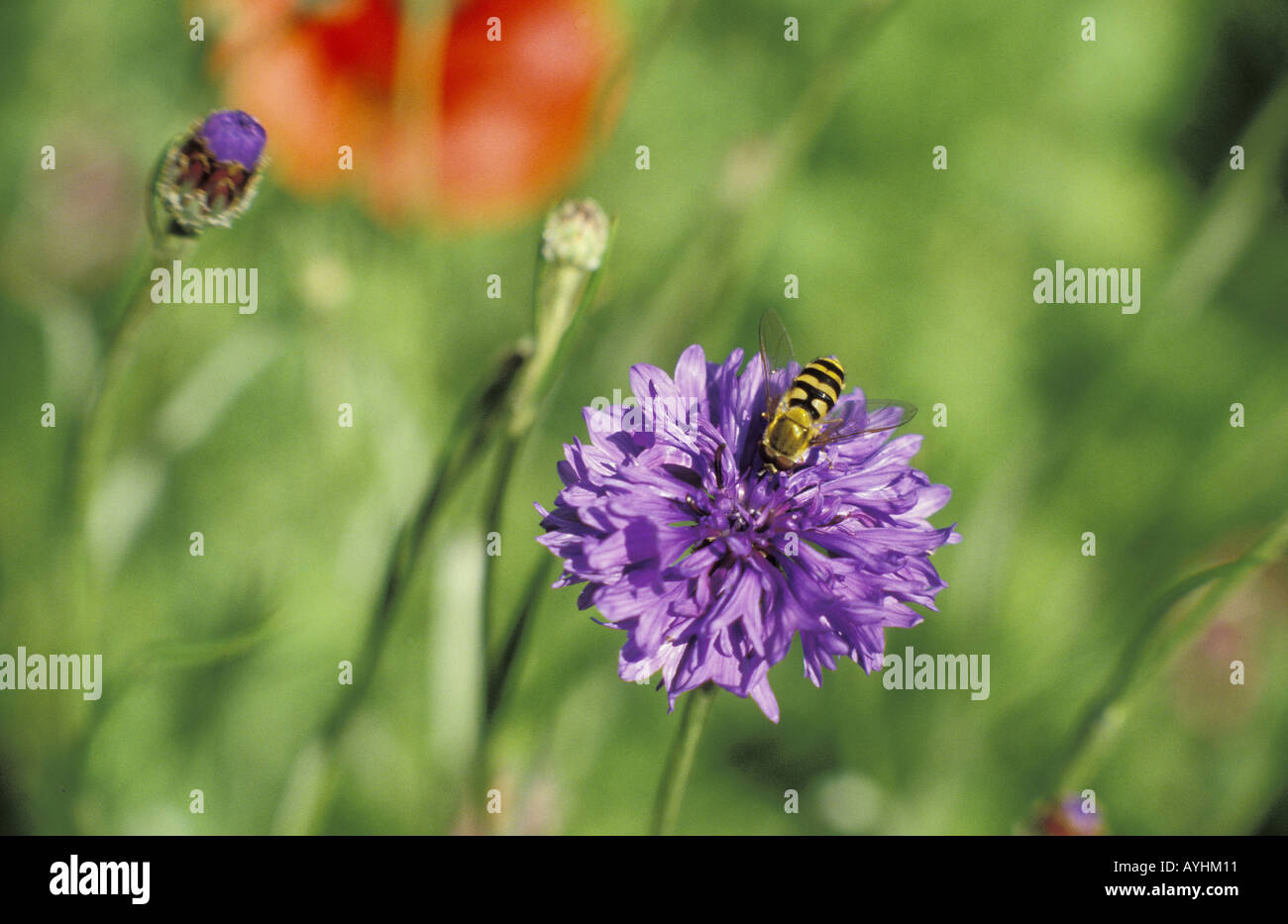 Lila kornblumen hi-res stock photography and images - Alamy