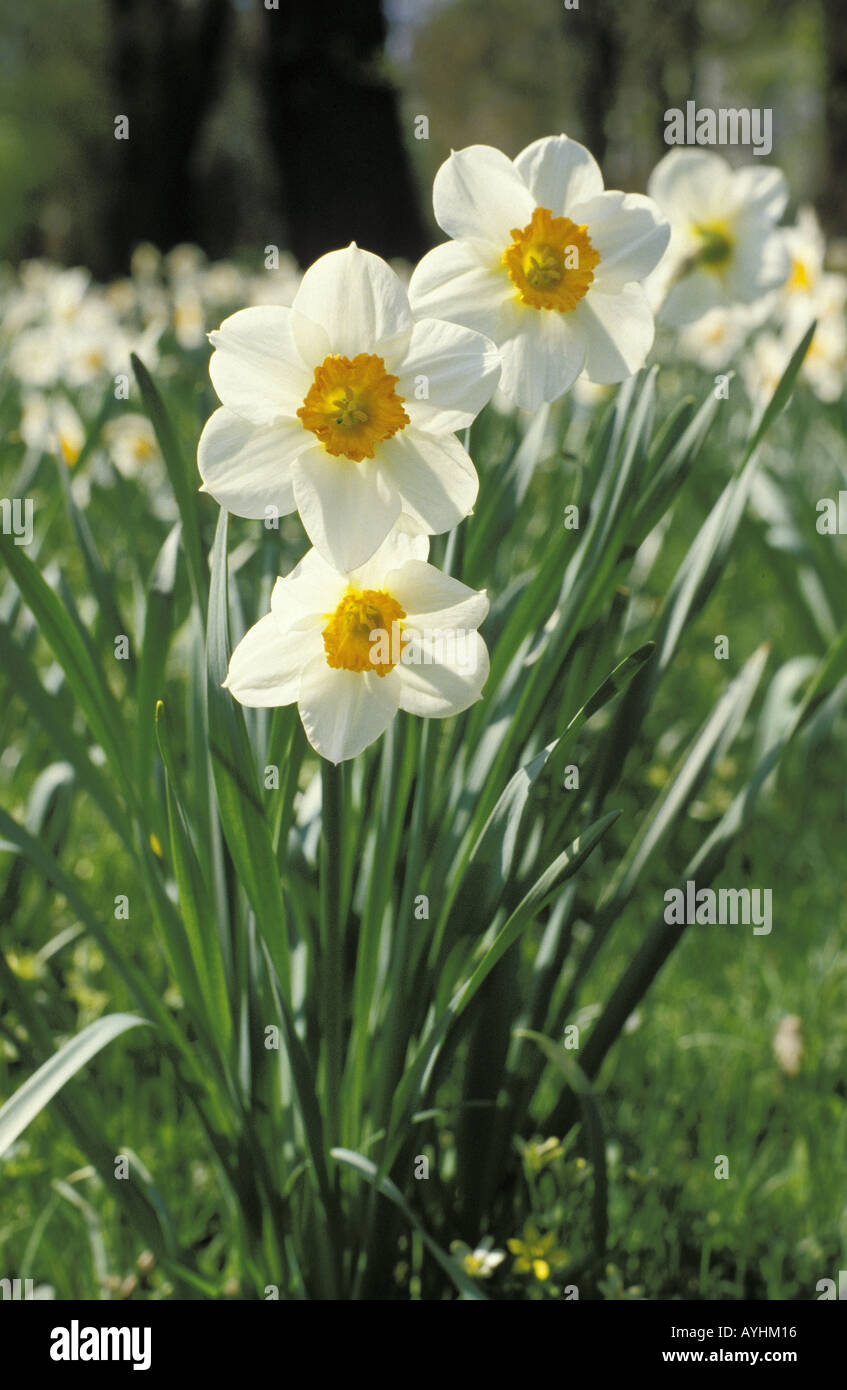 Narzissenbluete hi-res stock photography and images - Alamy