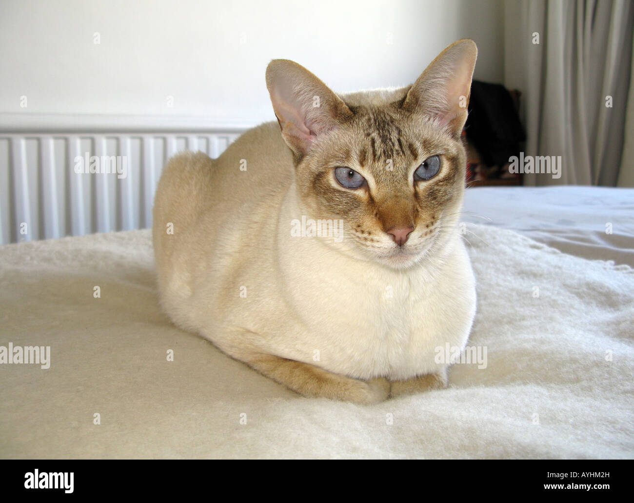 Siamese cat hi-res stock photography and images - Alamy
