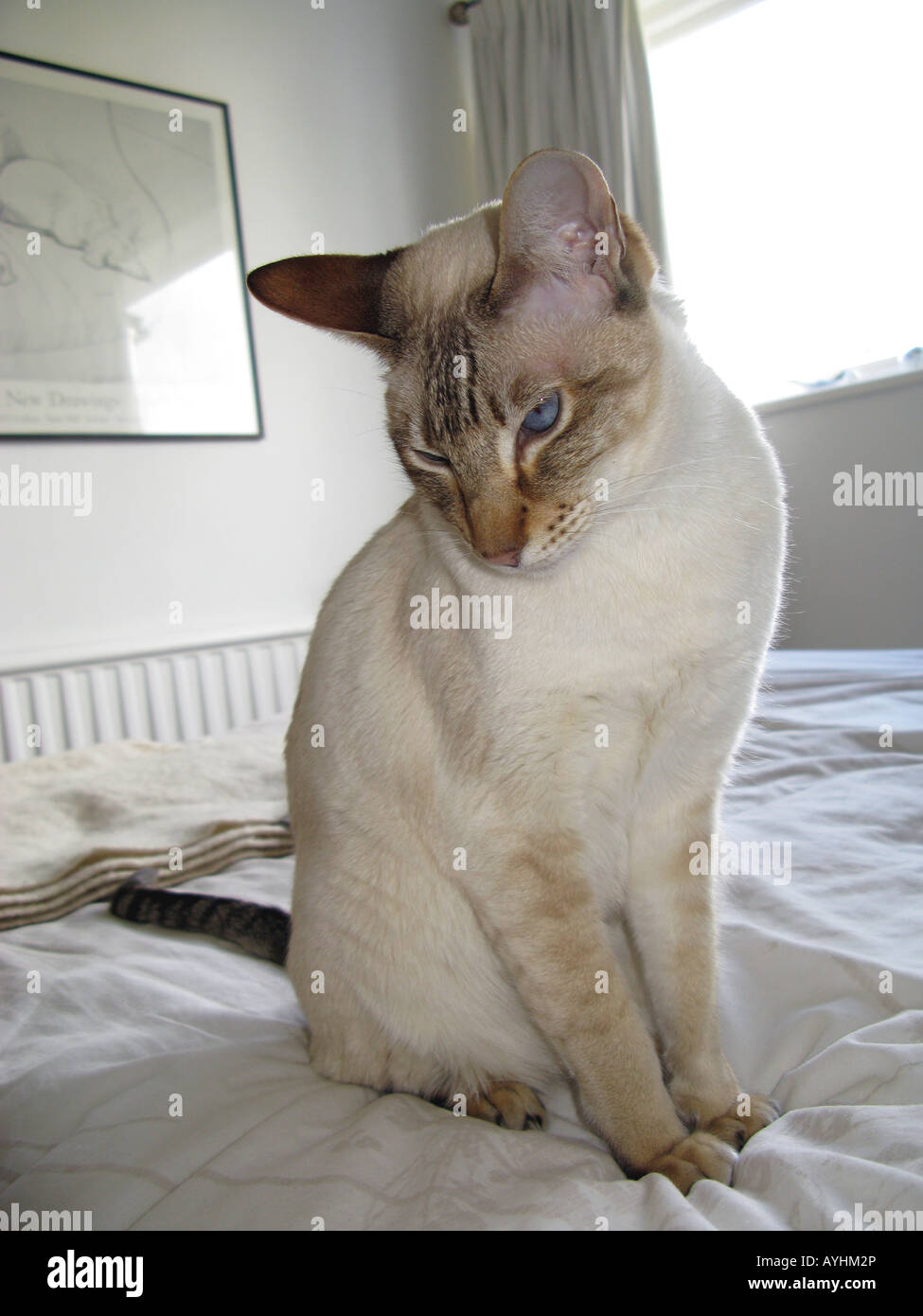 Cream point siamese cat hi-res stock photography and images - Alamy