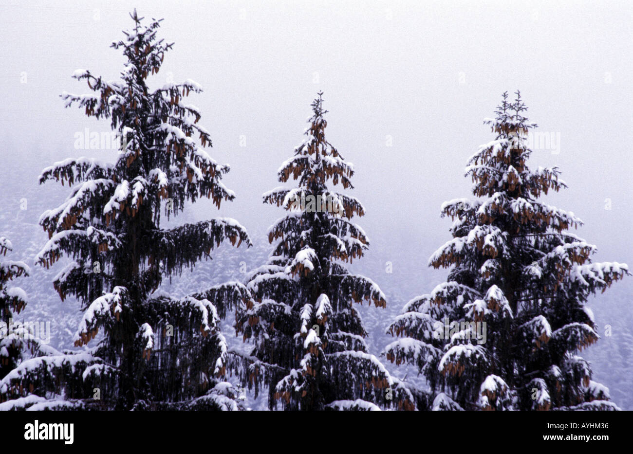 Schneebedeckte tannen hi-res stock photography and images - Alamy