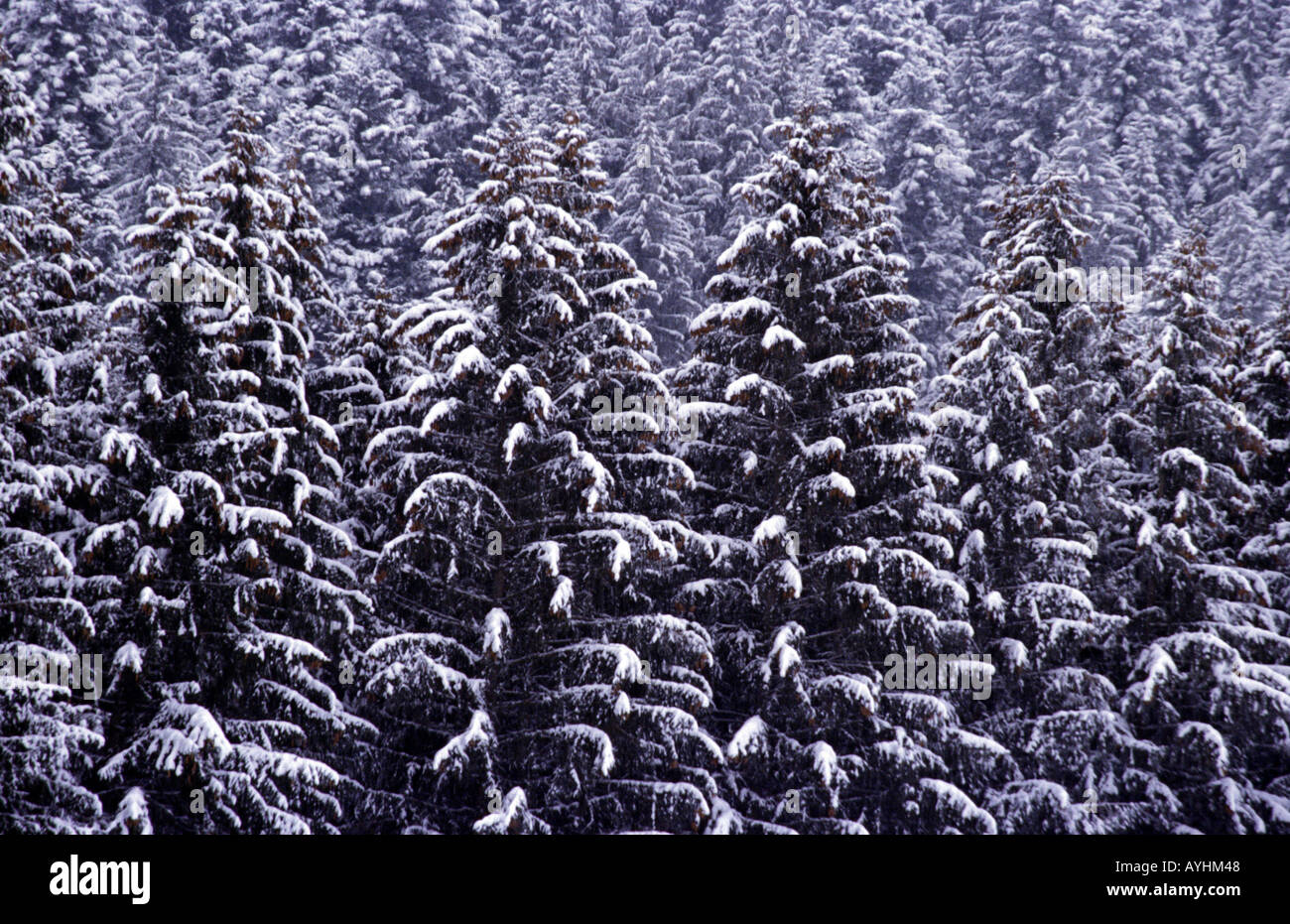 Tannenbaeume hi-res stock photography and images - Alamy