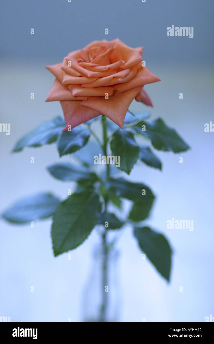 Stilleben rosa rosen hi-res stock photography and images - Alamy