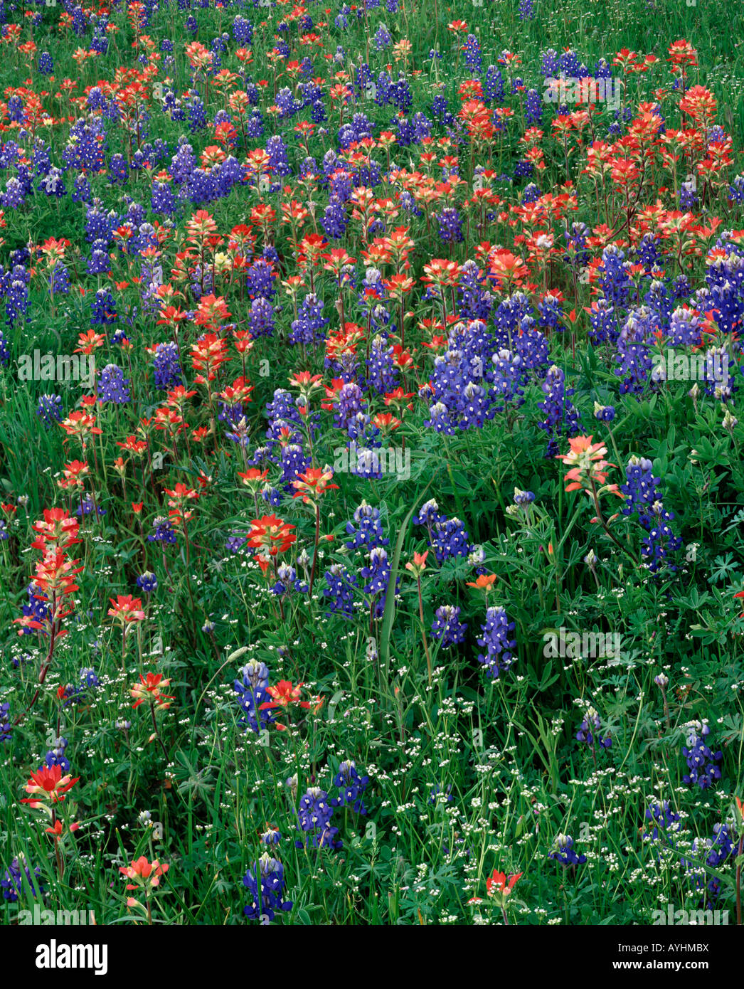 Texas Bluebonnets and Indian Paintbrush, Washington County, Texas USA ...