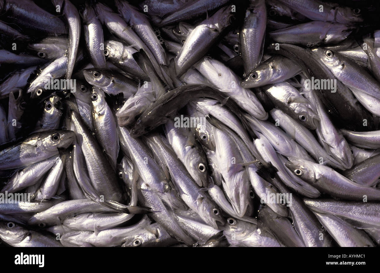 Hering heringe fisch fische hi-res stock photography and images - Alamy