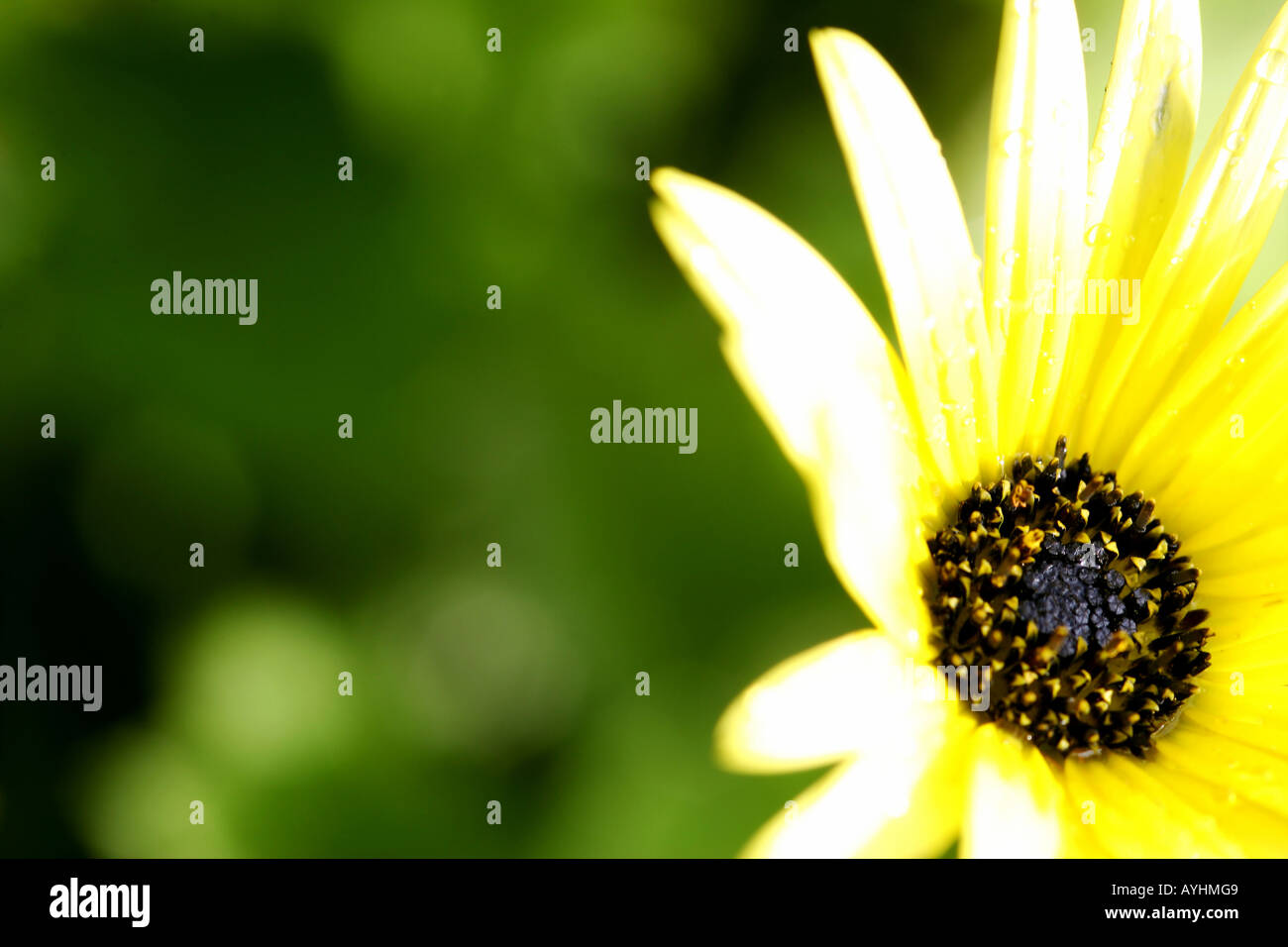 Australian Little Daisy Stock Photo - Alamy