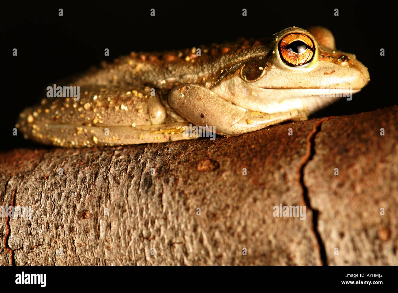 Western green tree frogs hi-res stock photography and images - Alamy