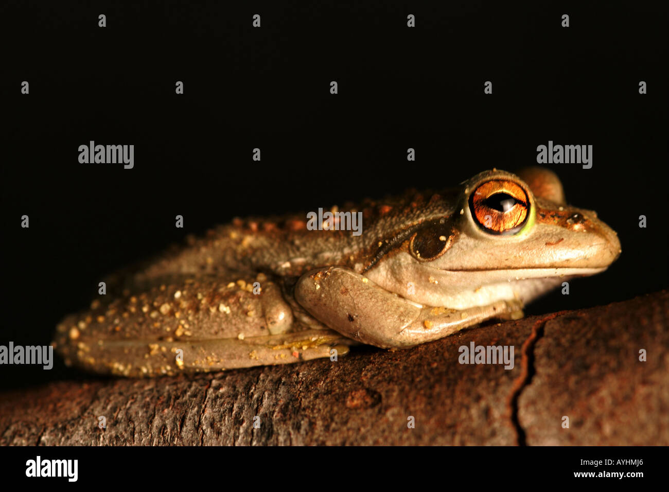 Western Green Tree Frog Stock Photo - Alamy