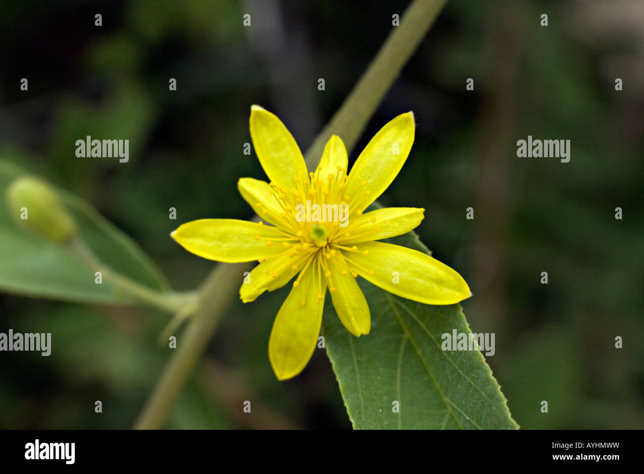 Waterless flower hi-res stock photography and images - Alamy