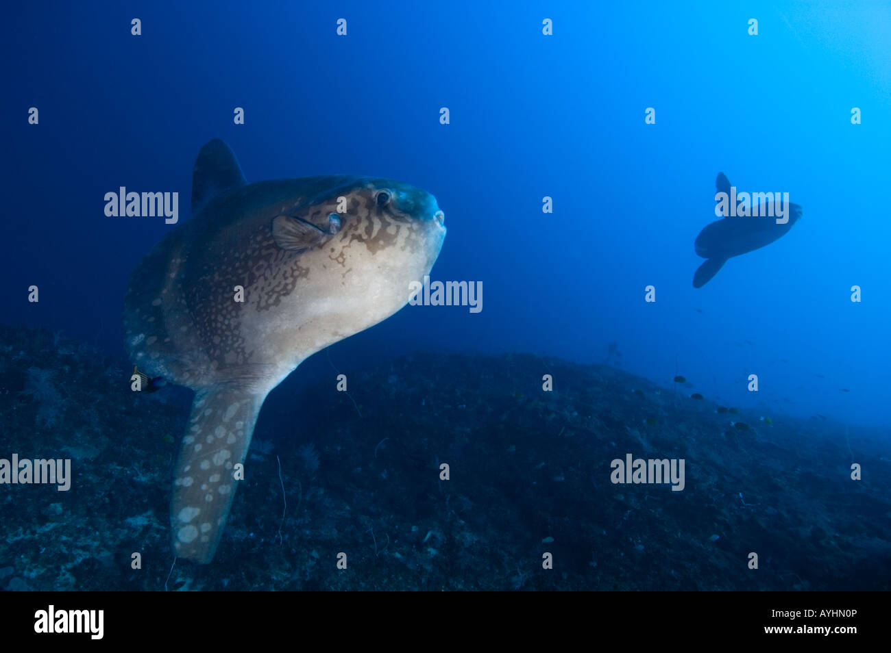 Mola hi-res stock photography and images - Alamy