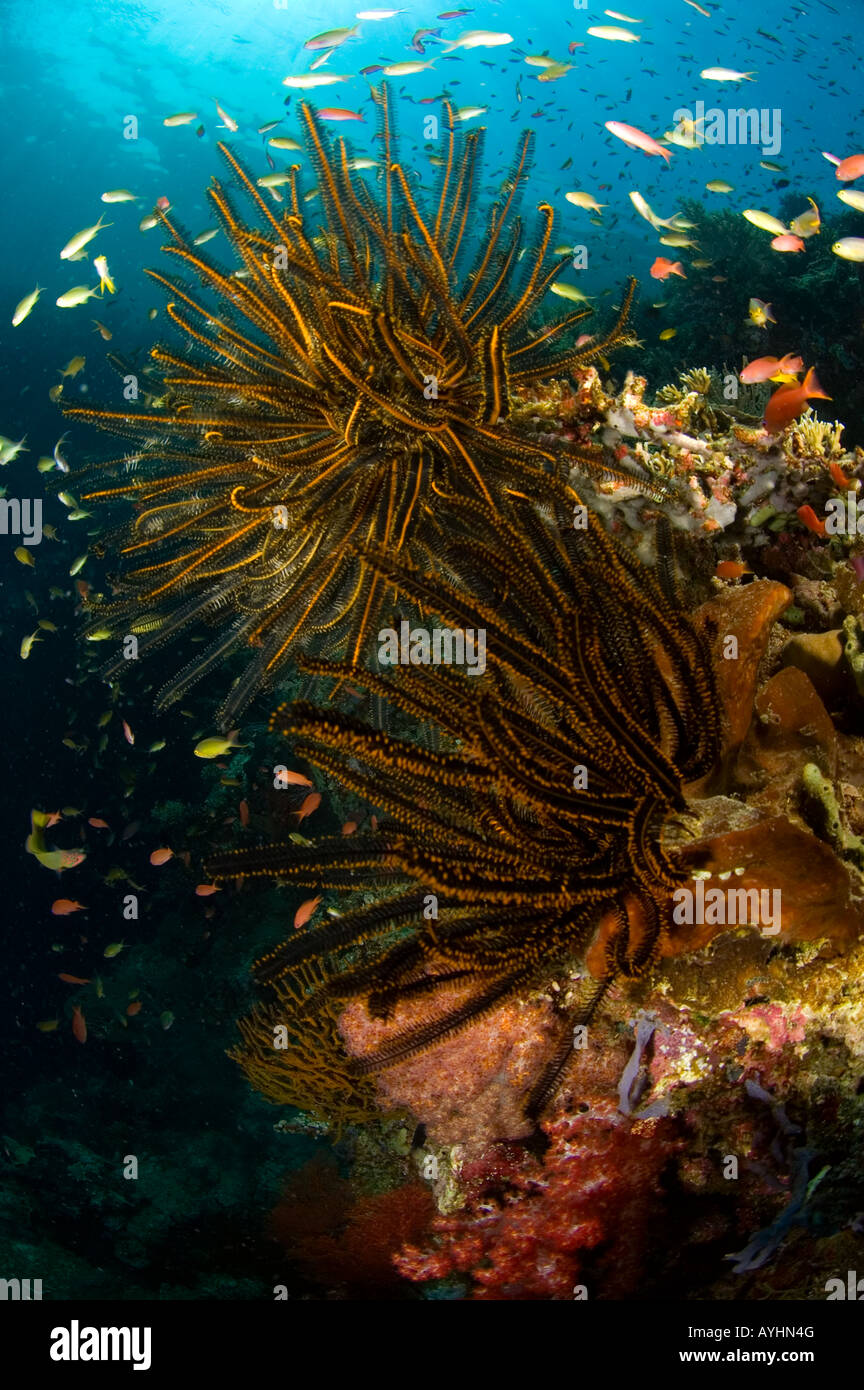 Crinoid reef scene possibly Oxycomanthus sp with a variety of small ...