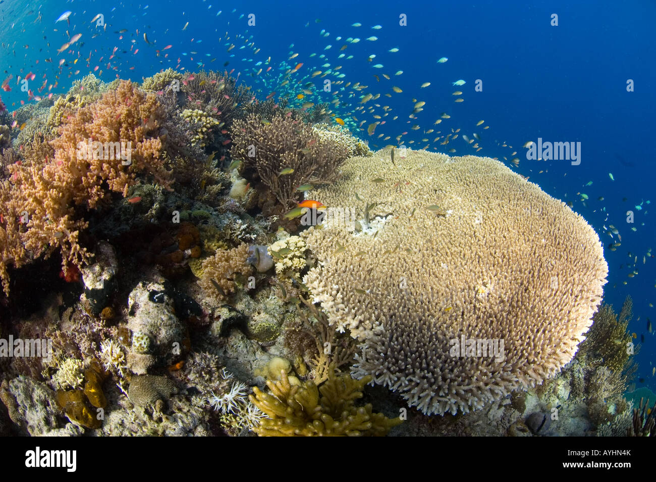 Table coral Acropora sp Psuedanthias sp Chromis sp and other varities ...