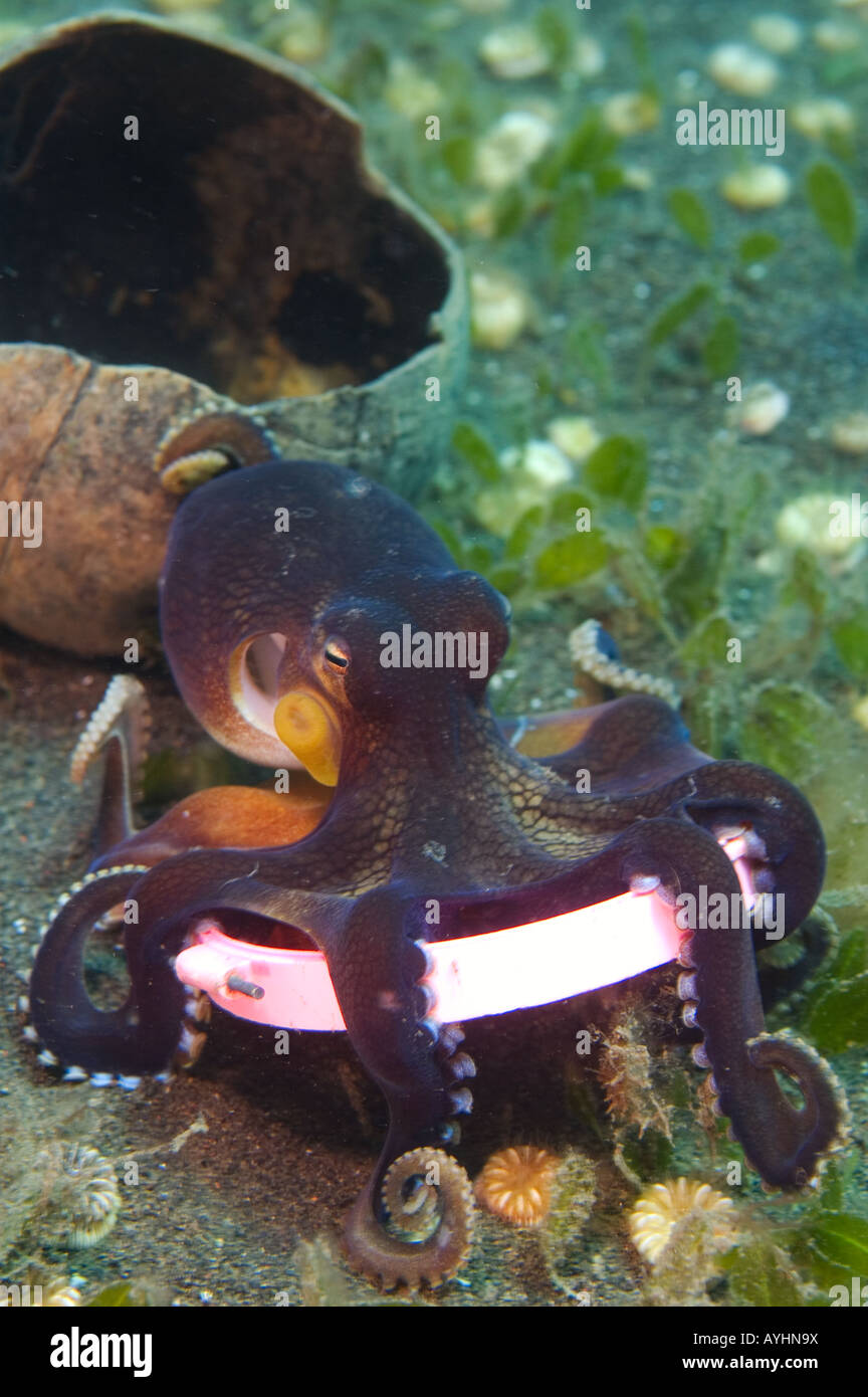 Invertebrate octopus hi-res stock photography and images - Alamy