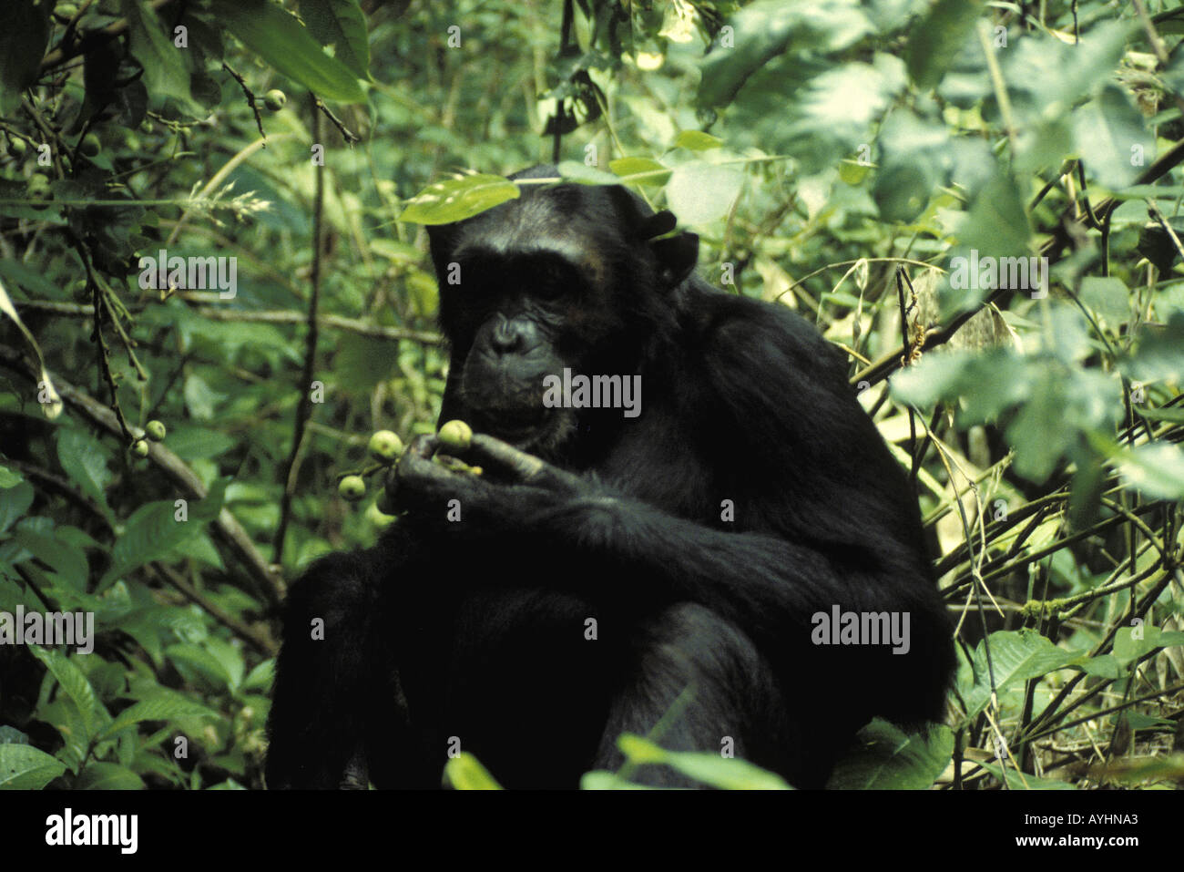 Schimpanse Mahale Mountains Nationalpark Tansania Stock Photo - Alamy