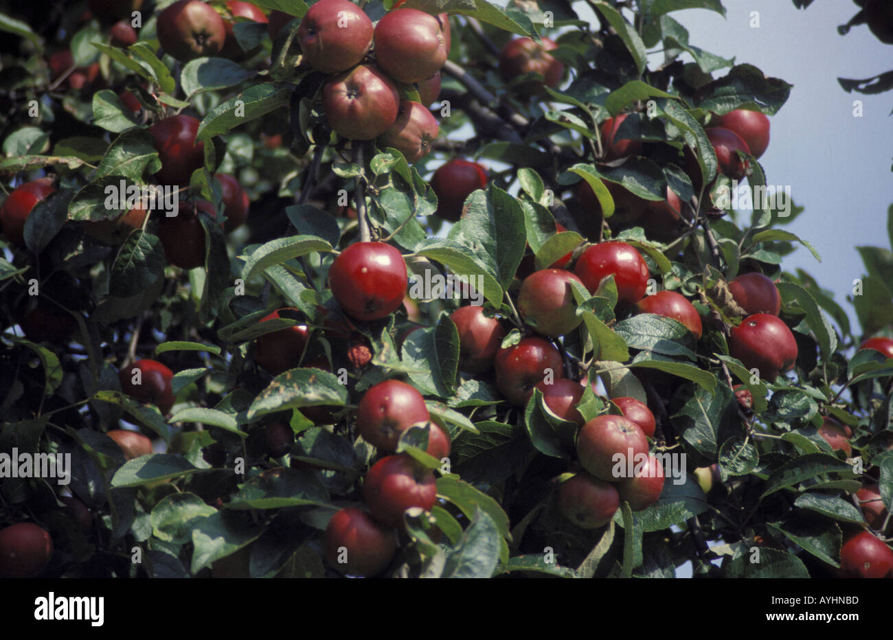 Rote Aepfel an einem Apfelbaum Stock Photo - Alamy