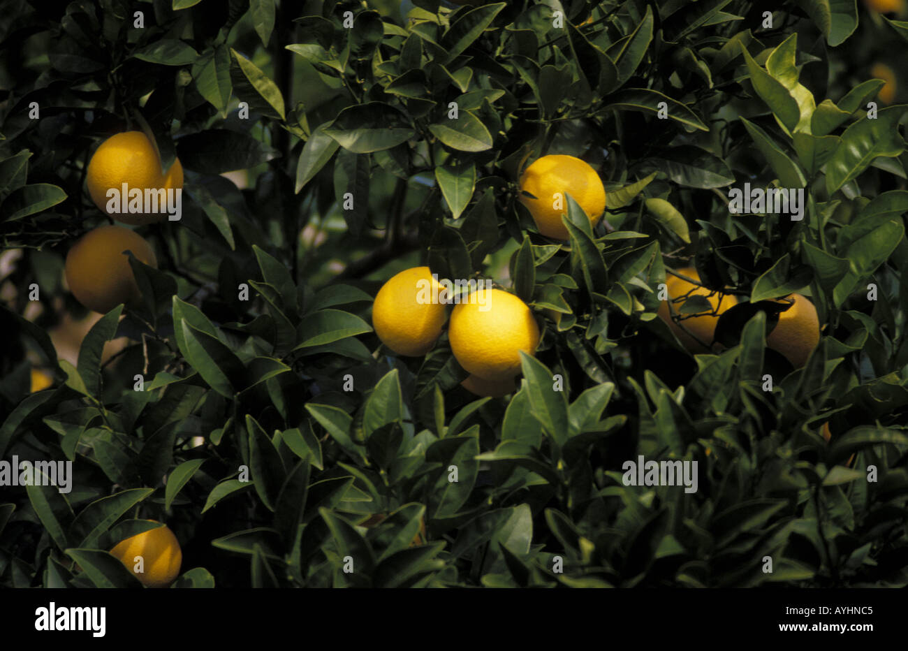 Baum apfelsinenbaum hi-res stock photography and images - Alamy