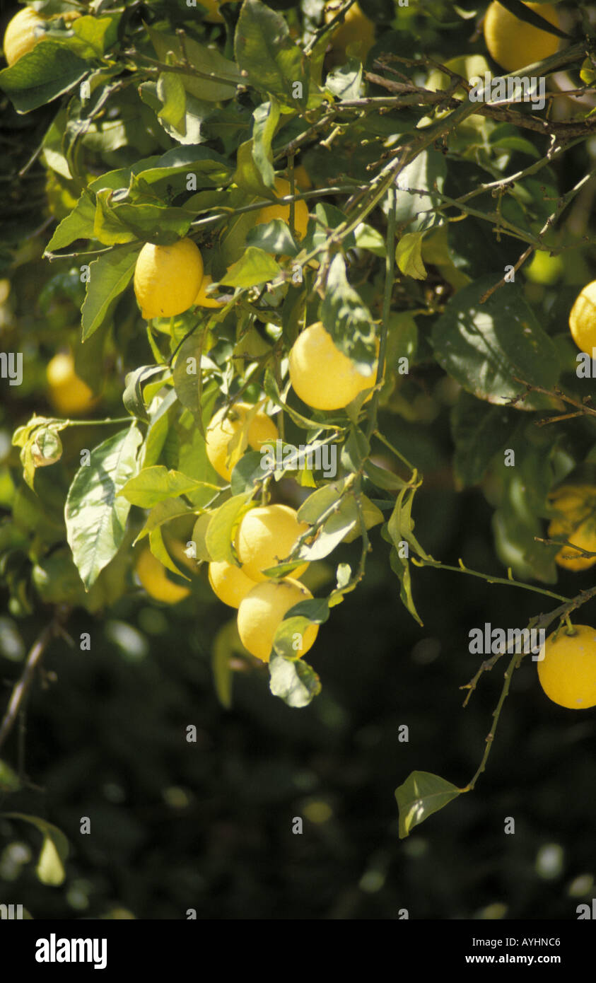 Apfelsinen hi-res stock photography and images - Alamy