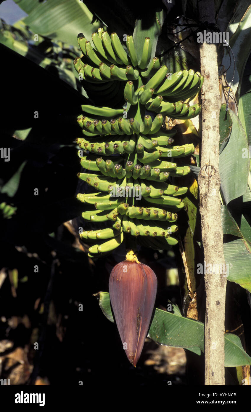 Bananenstaude mit Bluete La Palma Stock Photo - Alamy