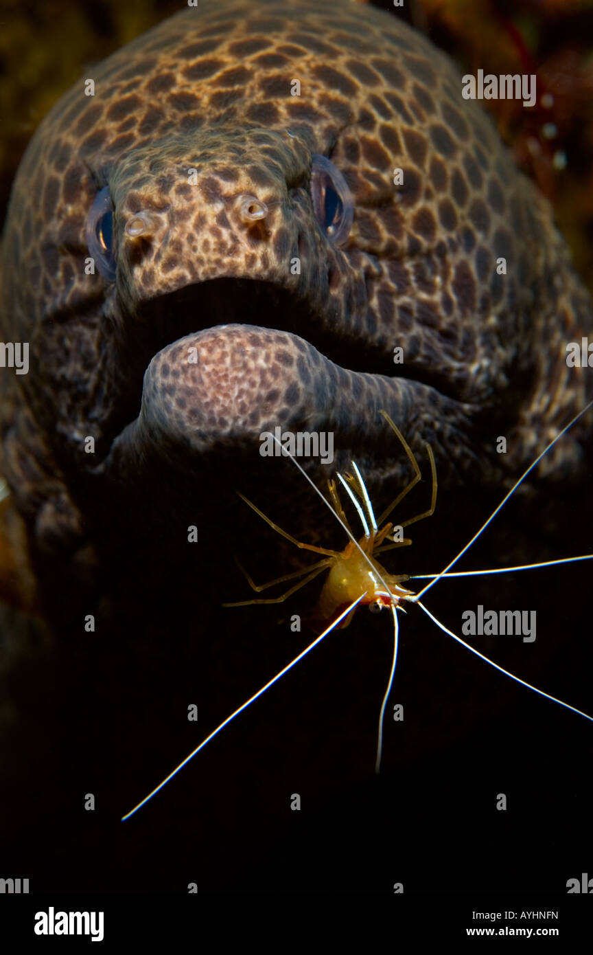Scarlet lady shrimp hi-res stock photography and images - Alamy