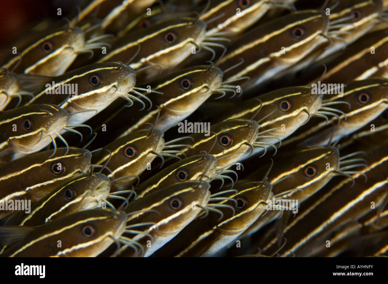 Schooling juvenile striped eel catfish Plotosus lineatus Tulamben Bali ...